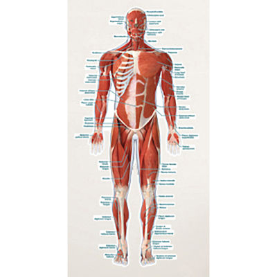 Labeled Muscular System Vinyl Poster by Body Part Chart ...